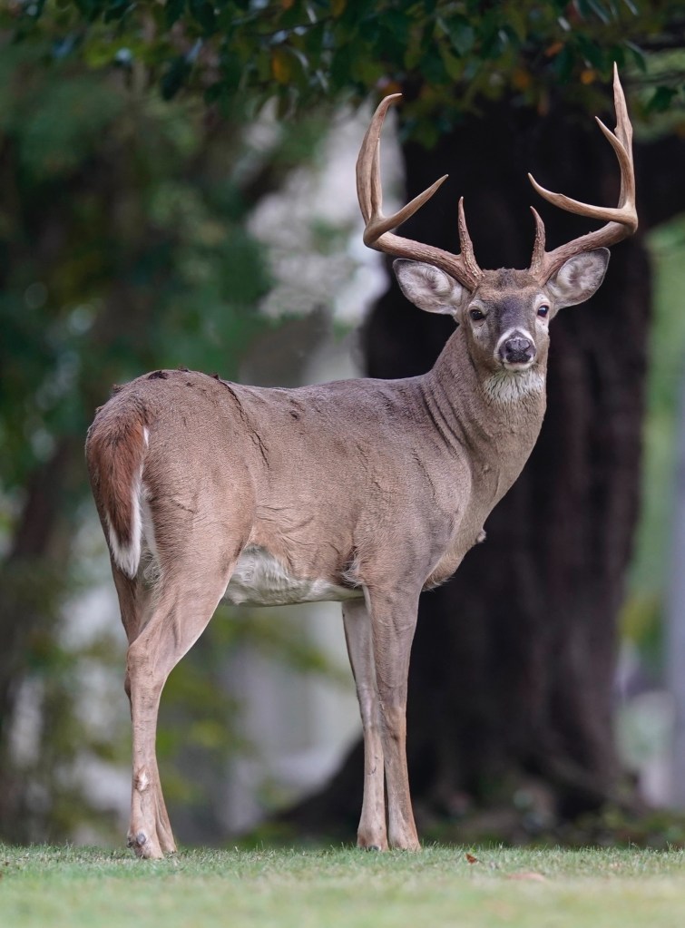 Man Who Poached Hollywood Cemetery Buck Banned from Hunting for 24 Years