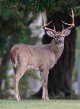 Man Who Poached Hollywood Cemetery Buck Banned from Hunting for 24 Years