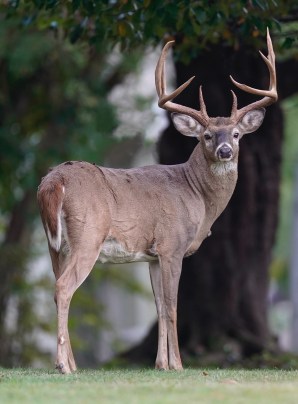 Man Who Poached Hollywood Cemetery Buck Banned from Hunting for 24 Years