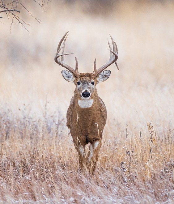 Outdoor Life: Hunting, Fishing, Gear Reviews, Survival Tips