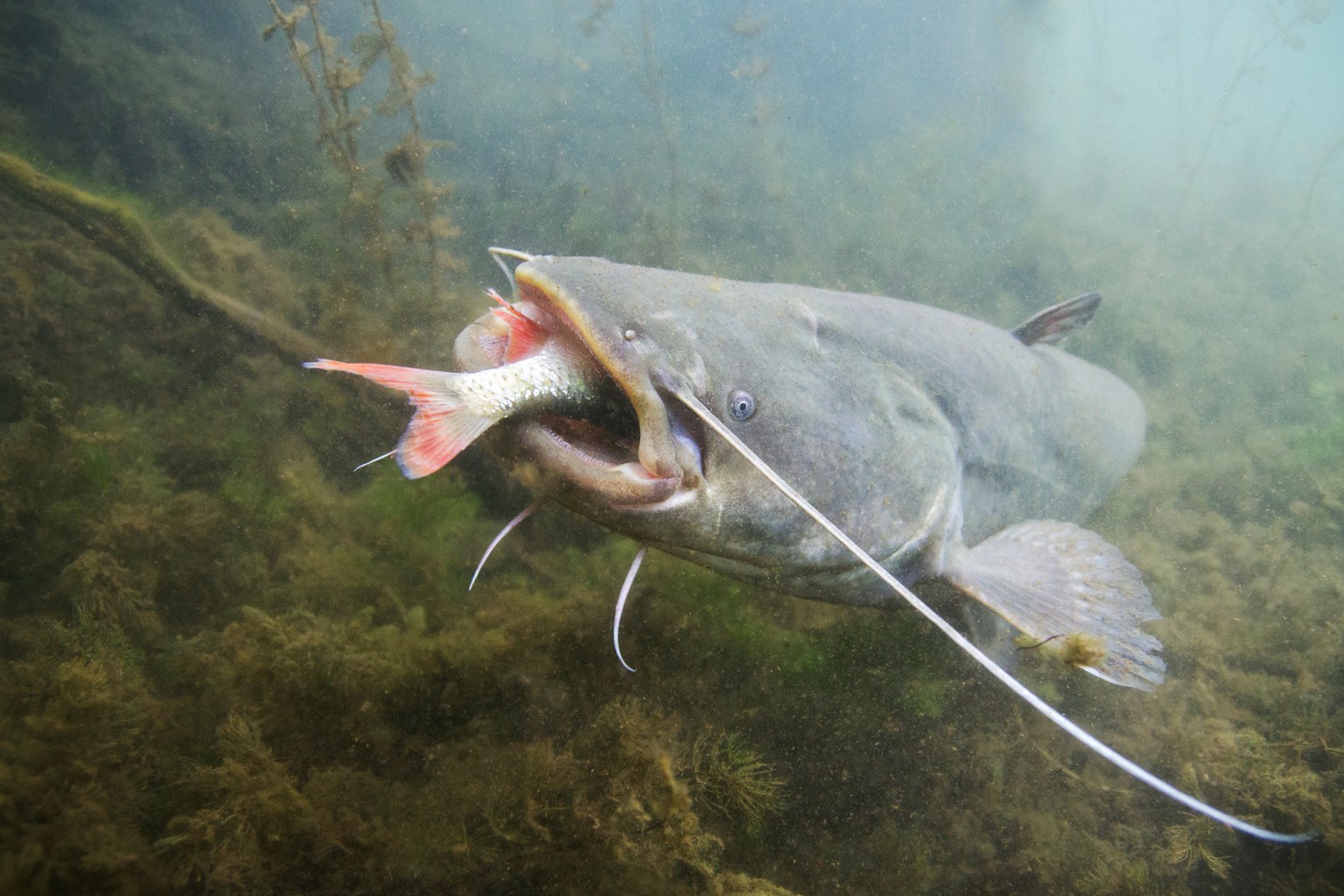 What Do Catfish Eat? These Are Their 20+ Favorite Foods and Bait