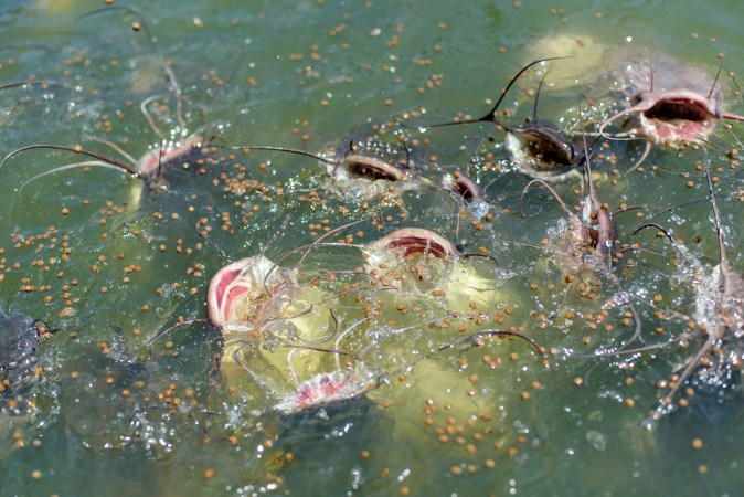 What Do Catfish Eat? These Are Their 20+ Favorite Foods and Bait