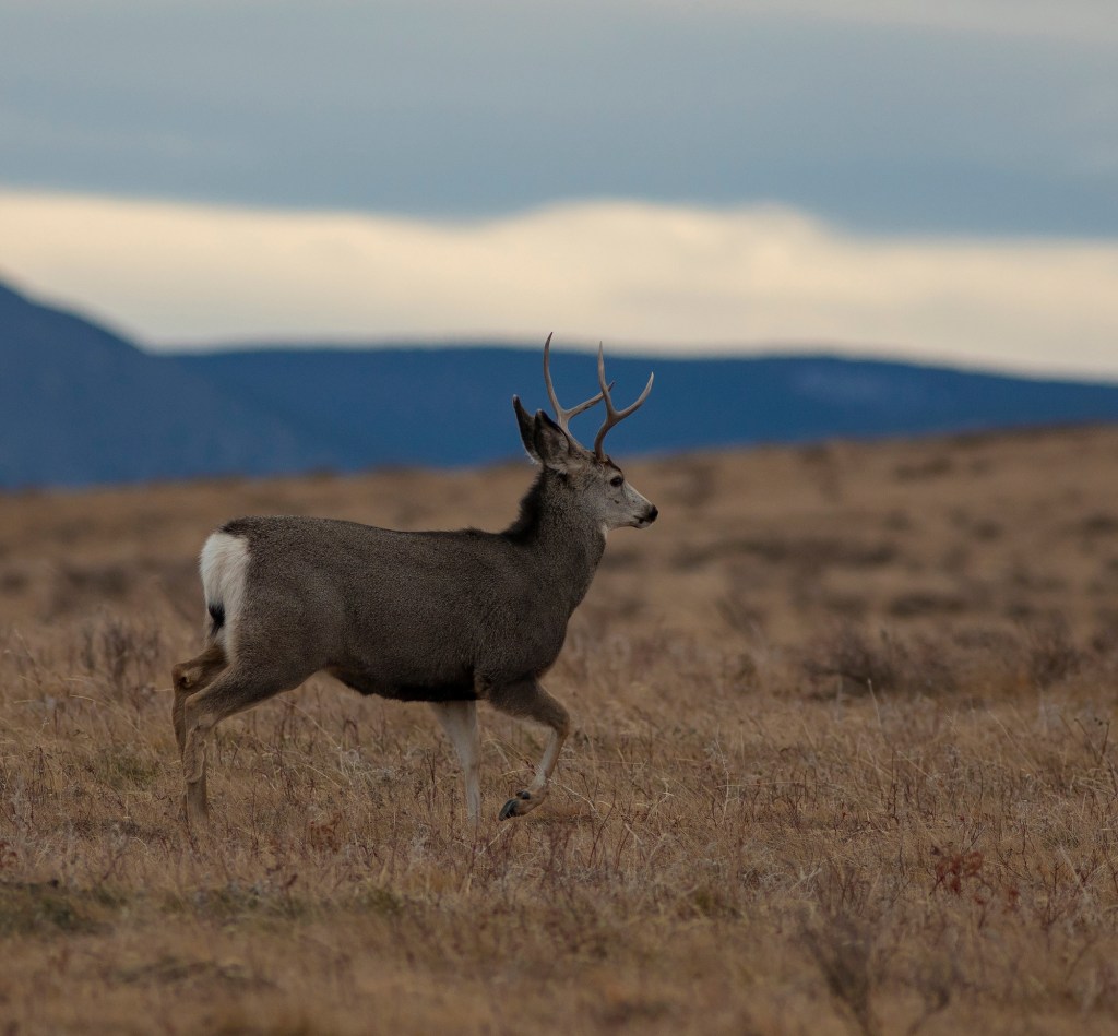 Outdoor Life: Hunting, Fishing, Gear Reviews, Survival Tips