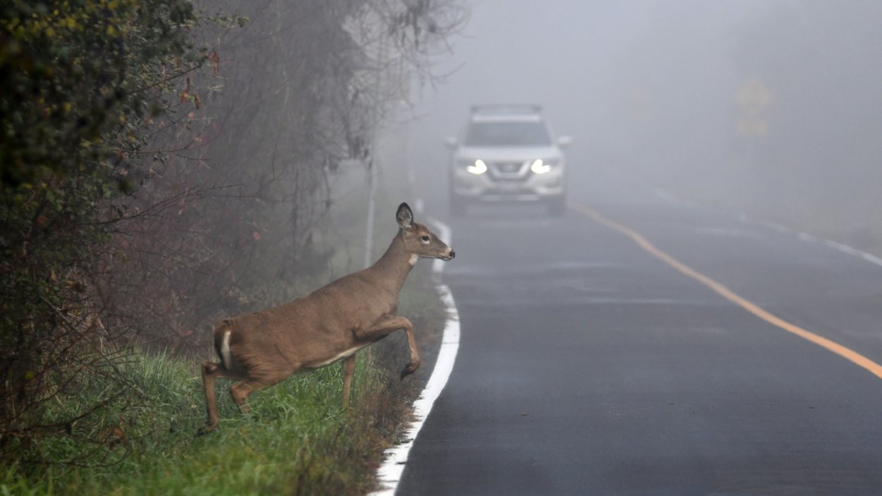 What Is the Deadliest Animal in the World? | Outdoor Life