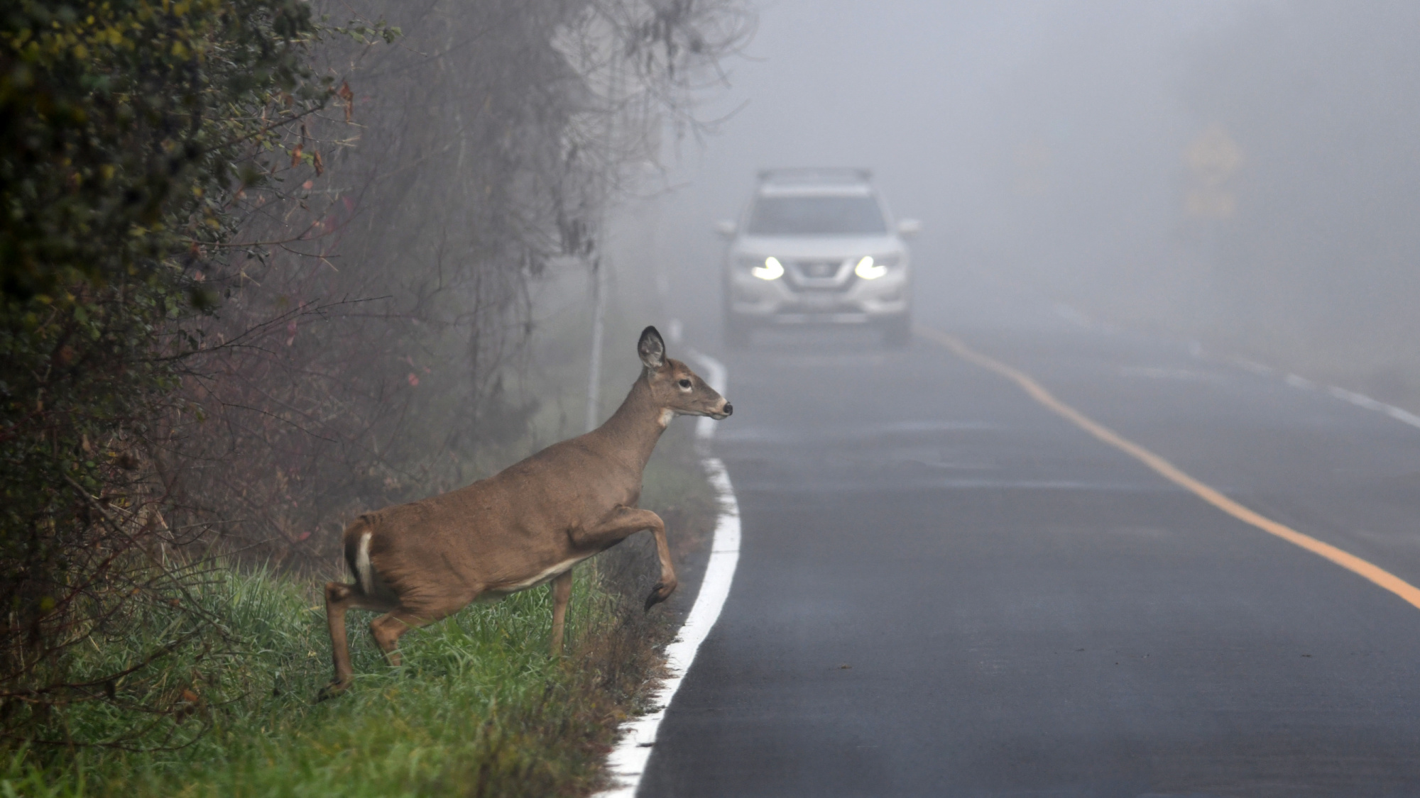Animal Attacks | Outdoor Life