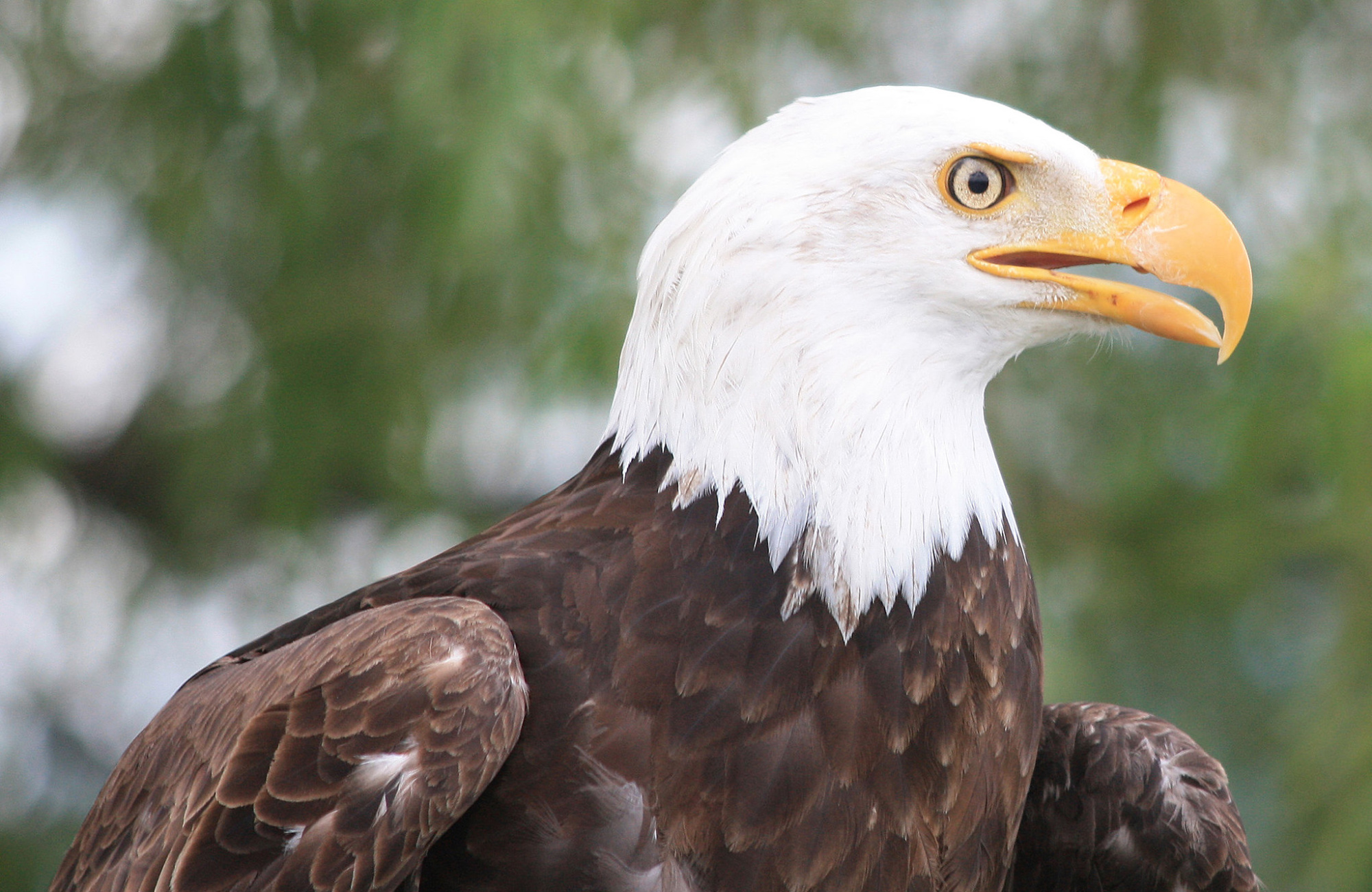 Duo Indicted for Killing and Selling Parts from Eagles in Montana ...