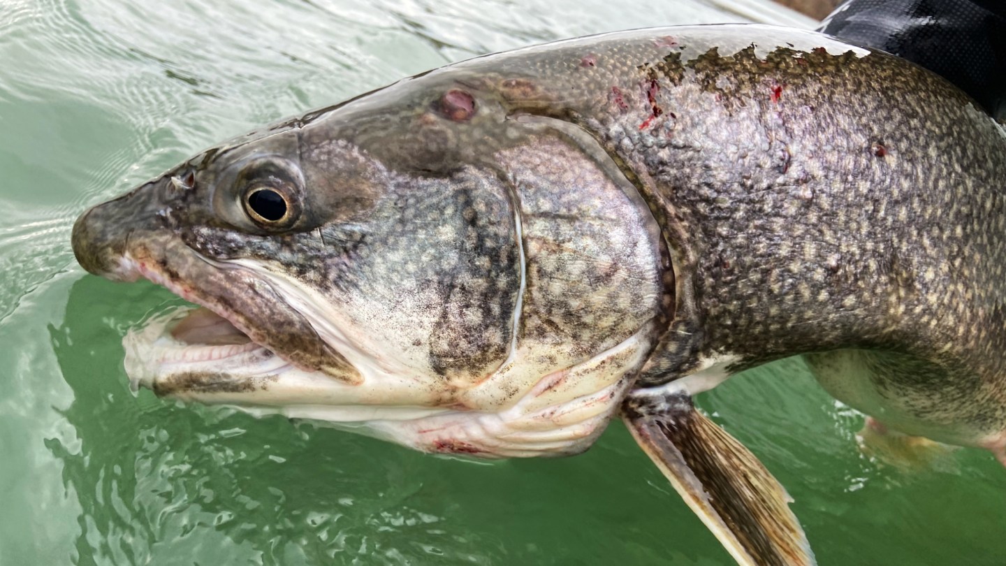 Winter Fishing: The 3 Hottest Bites When the Weather Gets Cold ...