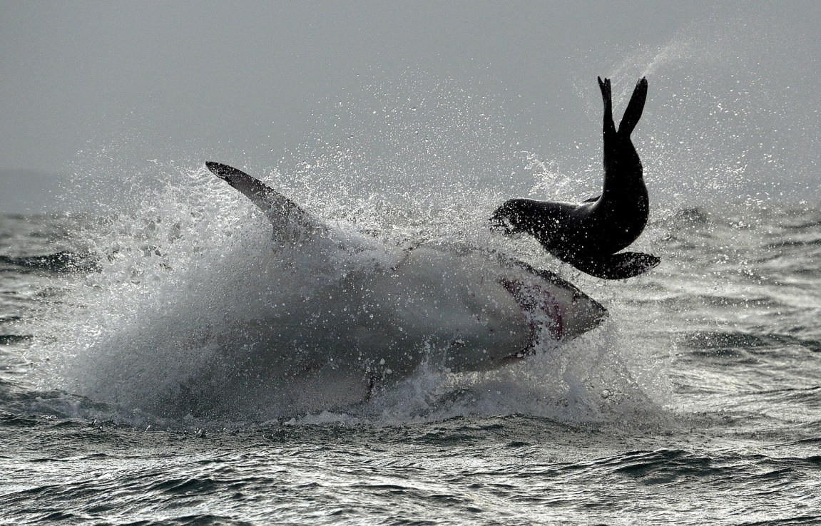 Guide to Great White Shark Attacks
