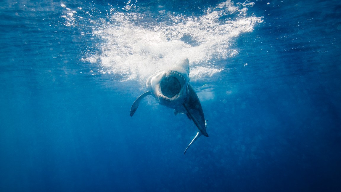 Guide to Great White Shark Attacks