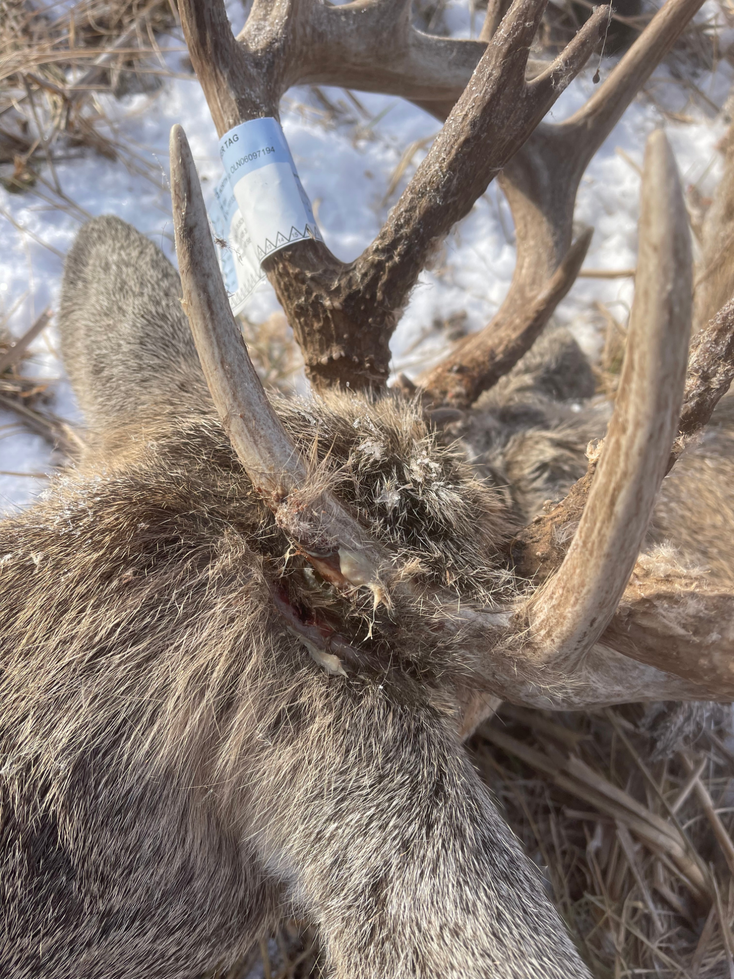 Bowhunter Shoots Locked Up Buck That Was Nearly Dead on Its Feet ...