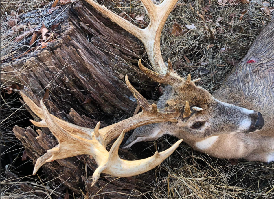 Man Who Poached Hollywood Cemetery Buck Banned from Hunting for 24 Years