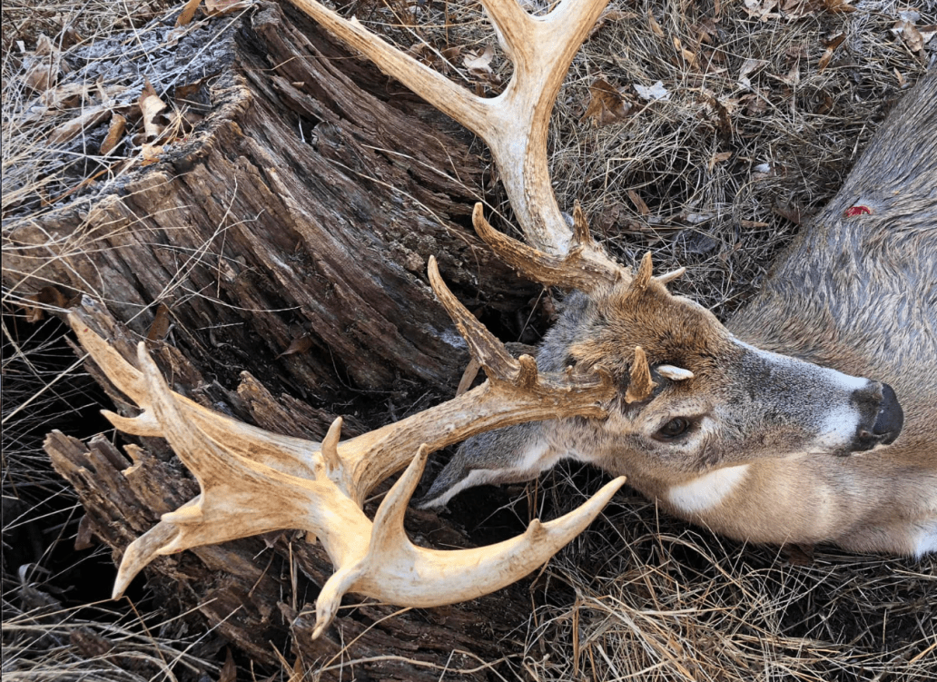 Man Who Poached Hollywood Cemetery Buck Banned from Hunting for 24 Years