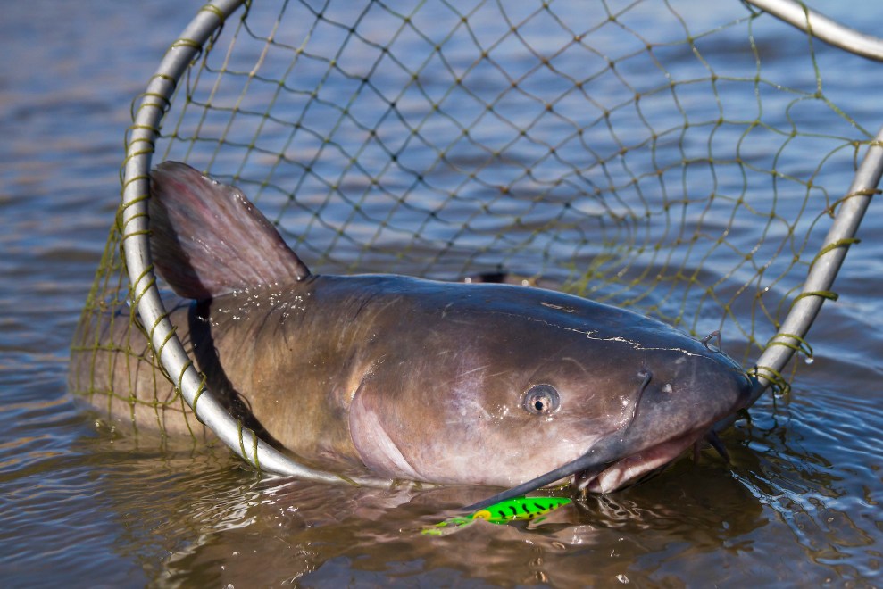 What Do Catfish Eat? These Are Their 20+ Favorite Foods and Bait