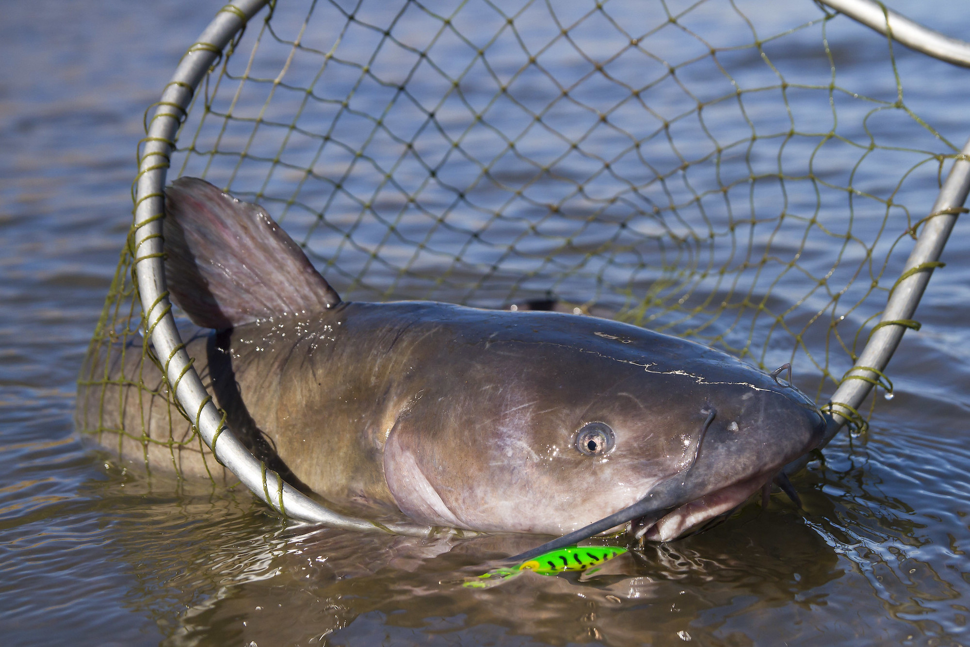 Tips for Catching Trophy Flathead Catfish