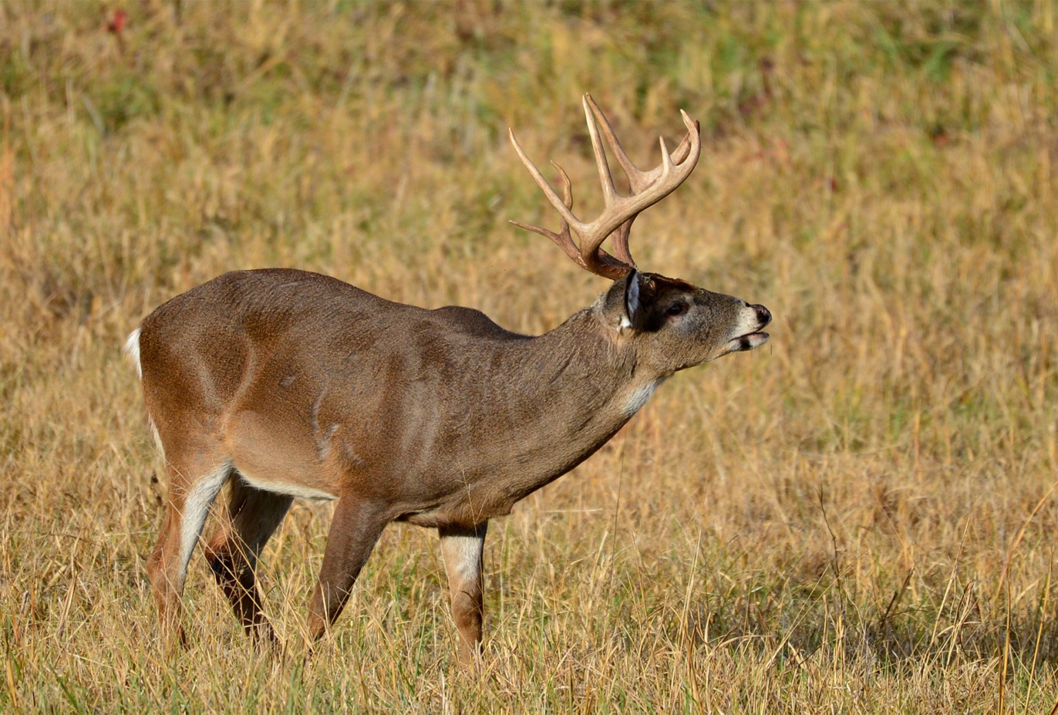 Deer Hunter Success Varies Widely by State, Report Shows | Outdoor Life