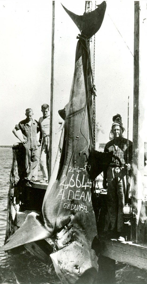 These 6 Monsters Are the Biggest Fish Ever Caught — At Least On Record ...