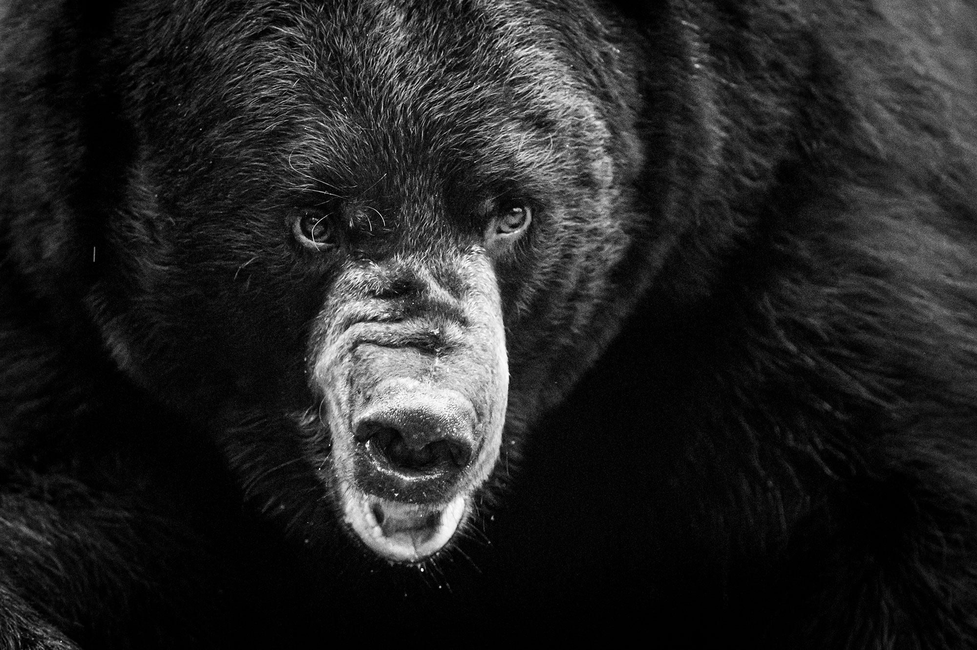 Houndsman Kills 400-Pound Bear With a Knife | Outdoor Life