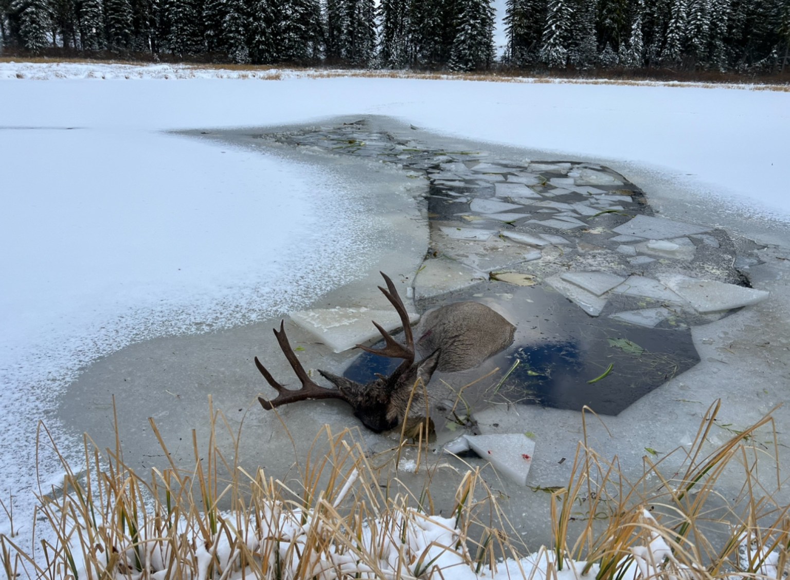 The Buck I Was About to Shoot Fell Through the Ice, and Couldn't Get Out