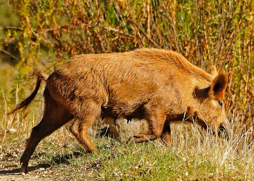 Hog Hunting: A Beginner's Guide | Outdoor Life