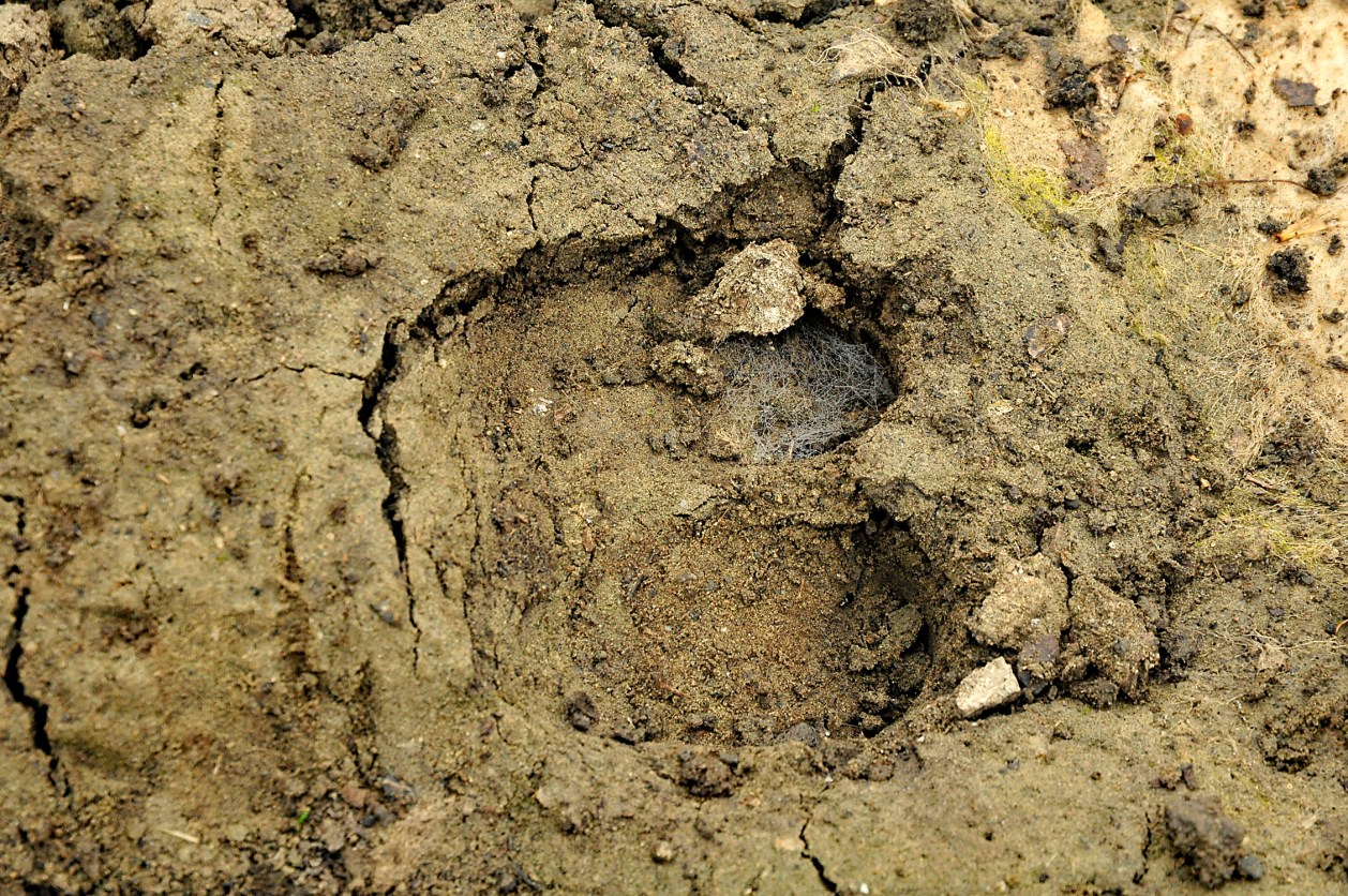 Hog Hunting: A Beginner's Guide | Outdoor Life