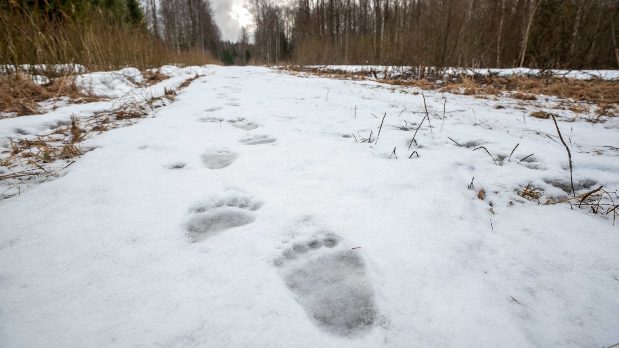 Tracks In Snow Identify Animal