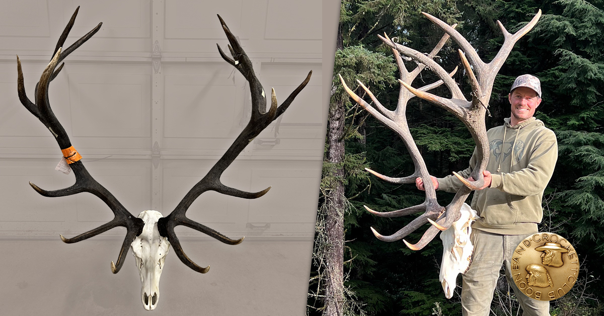 California Guide Tags Confirmed World-Record Roosevelt Elk | Outdoor Life