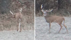 9 Deer Diseases Every Hunter Should Know | Outdoor Life