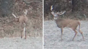 9 Deer Diseases Every Hunter Should Know | Outdoor Life