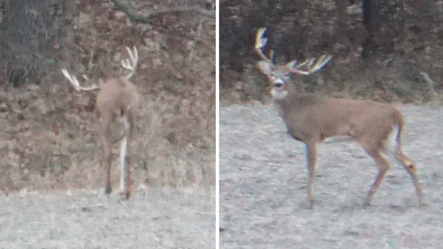 9 Deer Diseases Every Hunter Should Know | Outdoor Life