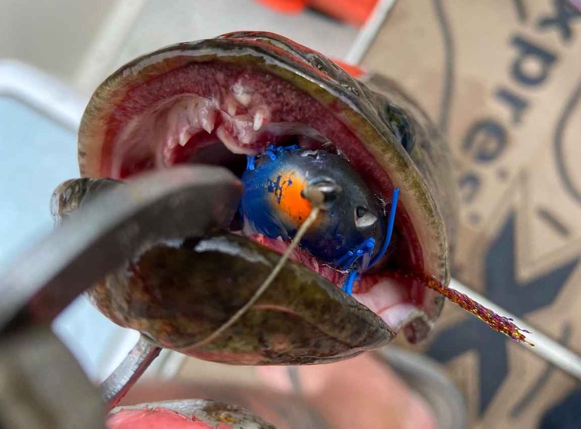 Chesapeake Channa Might Be the Most Delicious Freshwater Fish of All ...