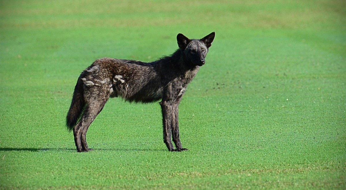 Coydog, Coywolf, or Coyote? A Complete Guide to Eastern Canids ...