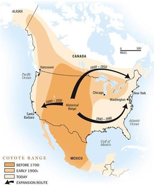 Coydog, Coywolf, or Coyote? A Complete Guide to Eastern Canids ...