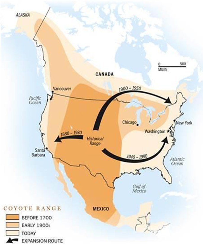 Coydog, Coywolf, or Coyote? A Complete Guide to Eastern Canids ...
