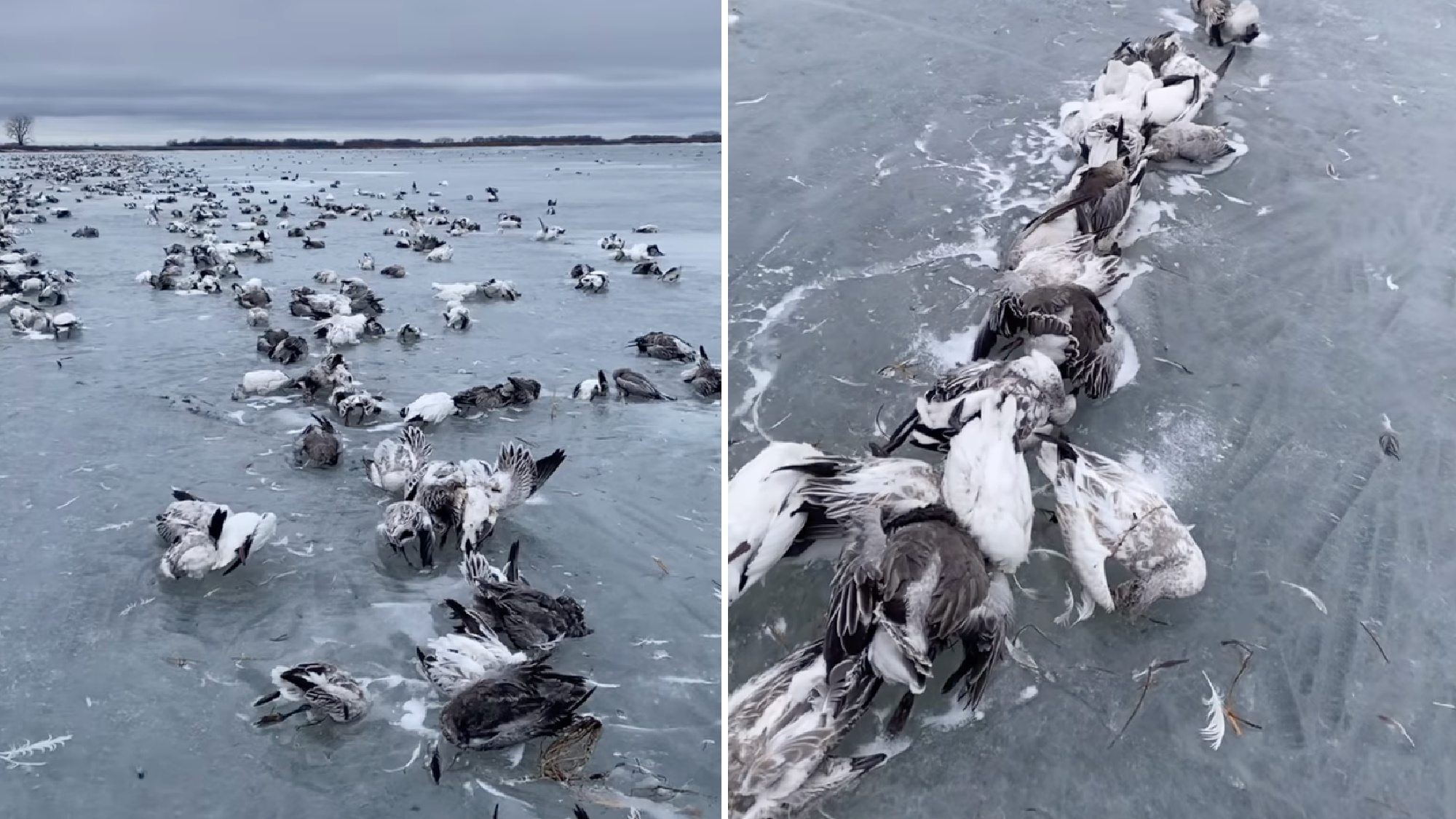 The Story Behind the Snow Goose Mass Die-Off Video | Outdoor Life