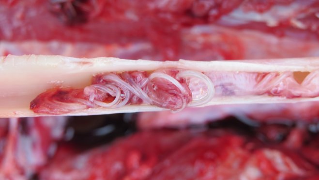 9 Deer Diseases Every Hunter Should Know | Outdoor Life