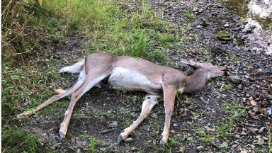 9 Deer Diseases Every Hunter Should Know | Outdoor Life
