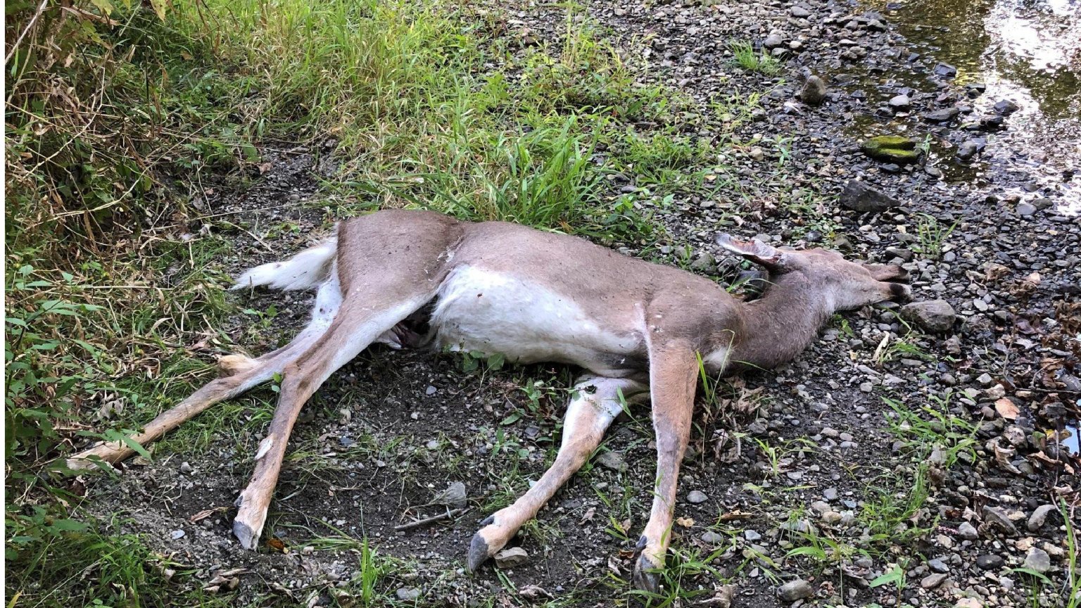 9 Deer Diseases Every Hunter Should Know | Outdoor Life