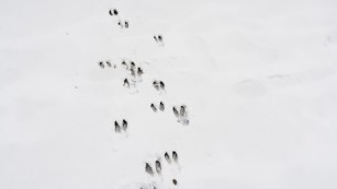 Identifying Animal Tracks — A Complete Guide