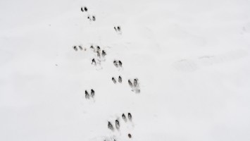 Identifying Animal Tracks — A Complete Guide