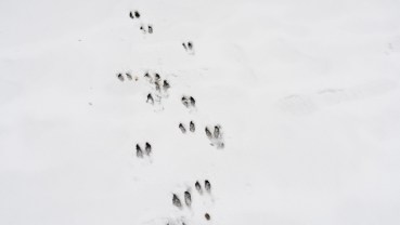 Identifying Animal Tracks — A Complete Guide