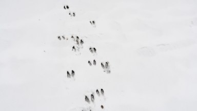 Identifying Animal Tracks — A Complete Guide