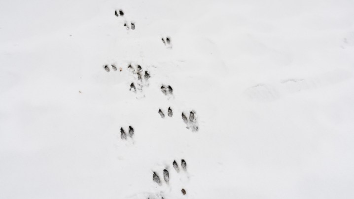 Identifying Animal Tracks — A Complete Guide
