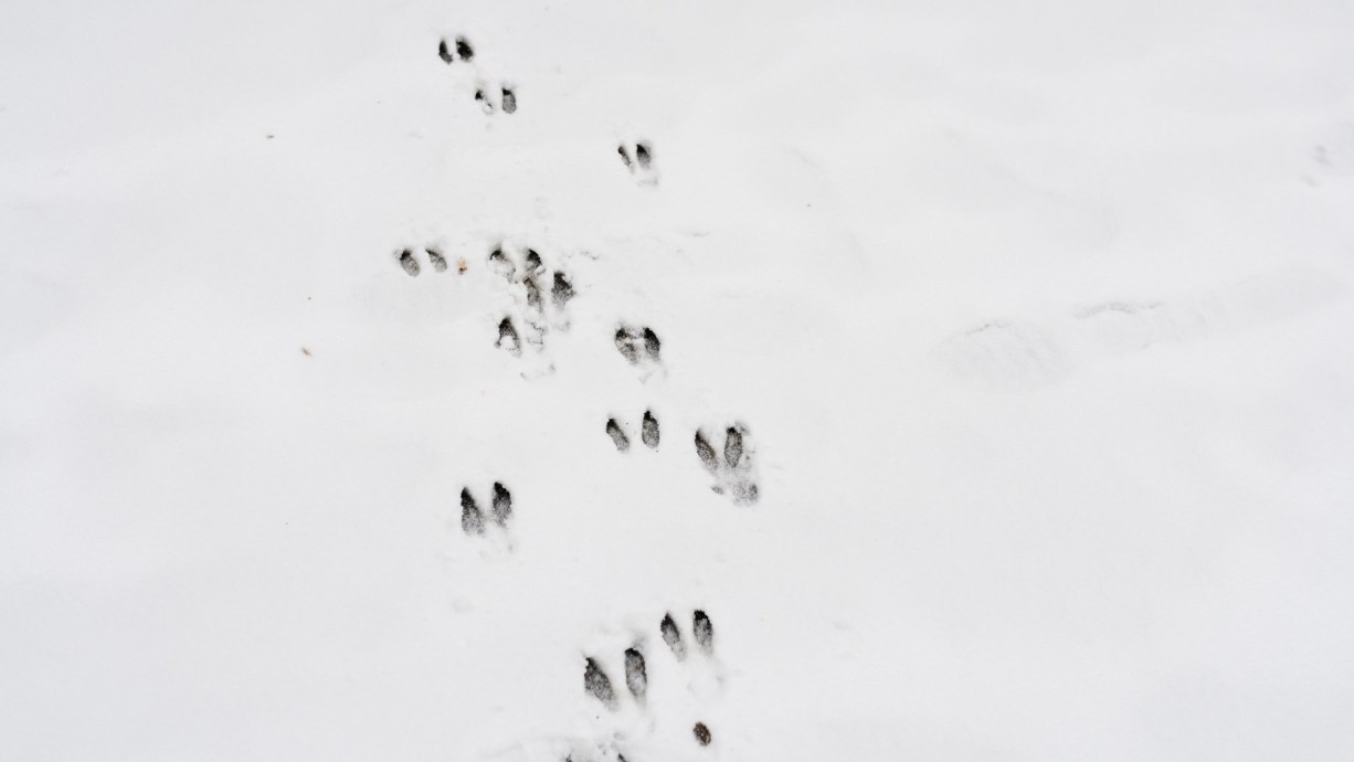 Identifying Animal Tracks — A Complete Guide