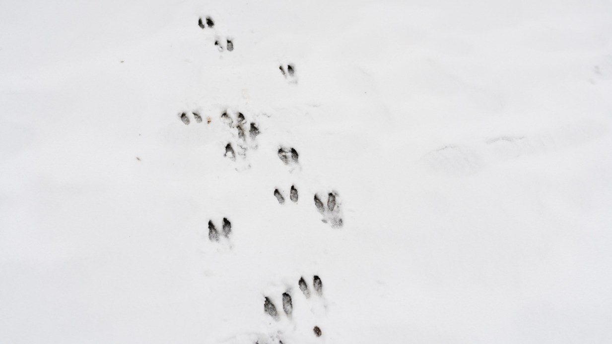 Identifying Animal Tracks — A Complete Guide