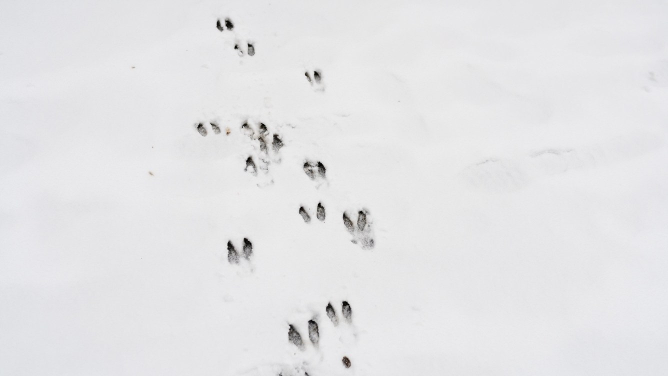 Identifying Animal Tracks — A Complete Guide