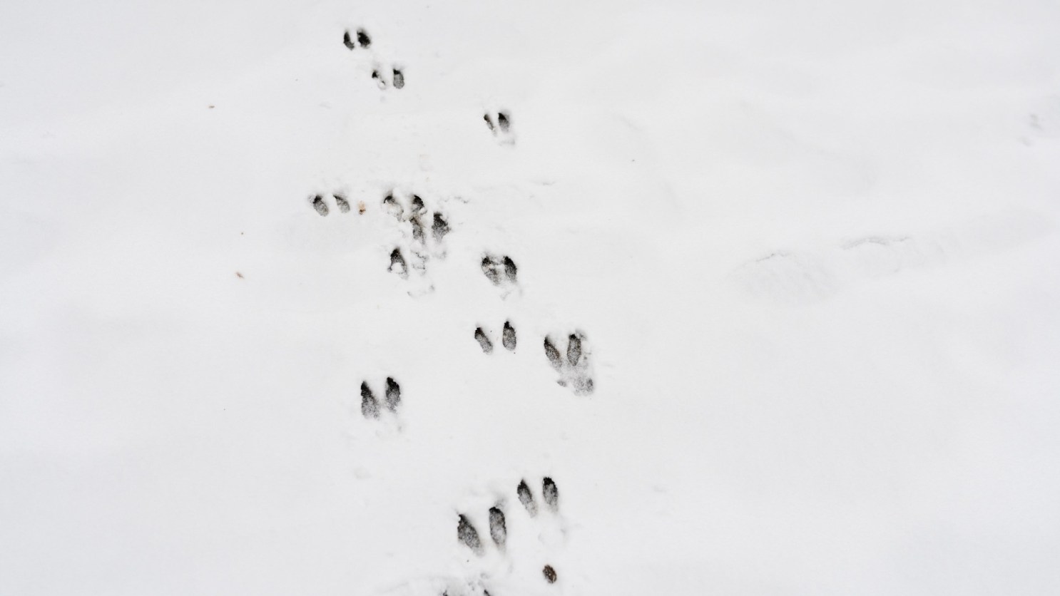 Identifying Animal Tracks — A Complete Guide