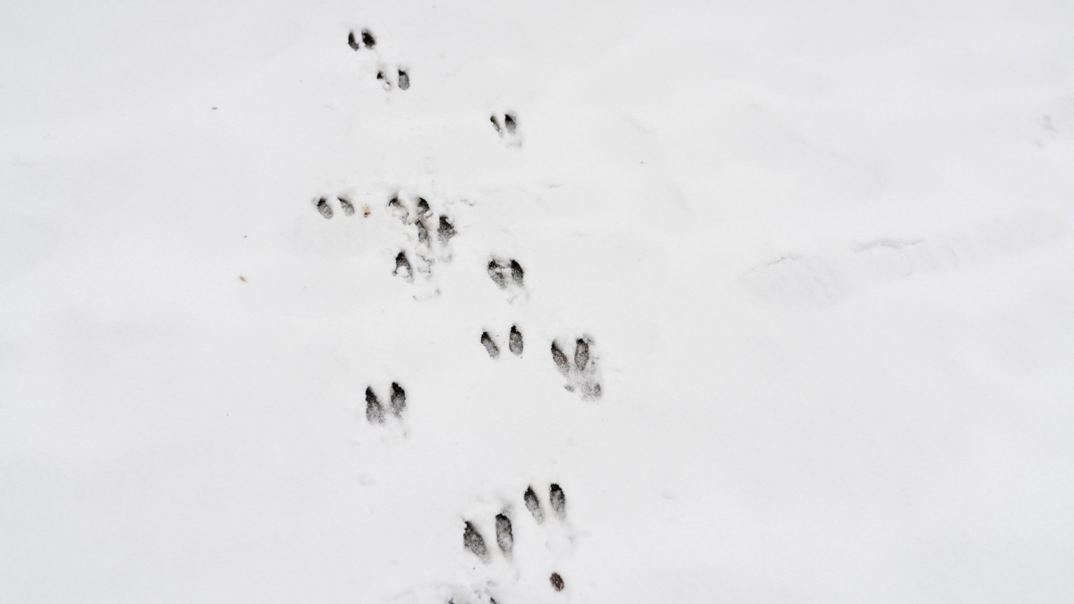Identifying Animal Tracks — A Complete Guide