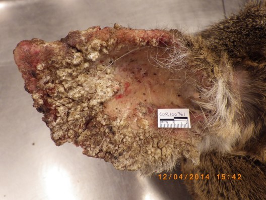 9 Deer Diseases Every Hunter Should Know | Outdoor Life