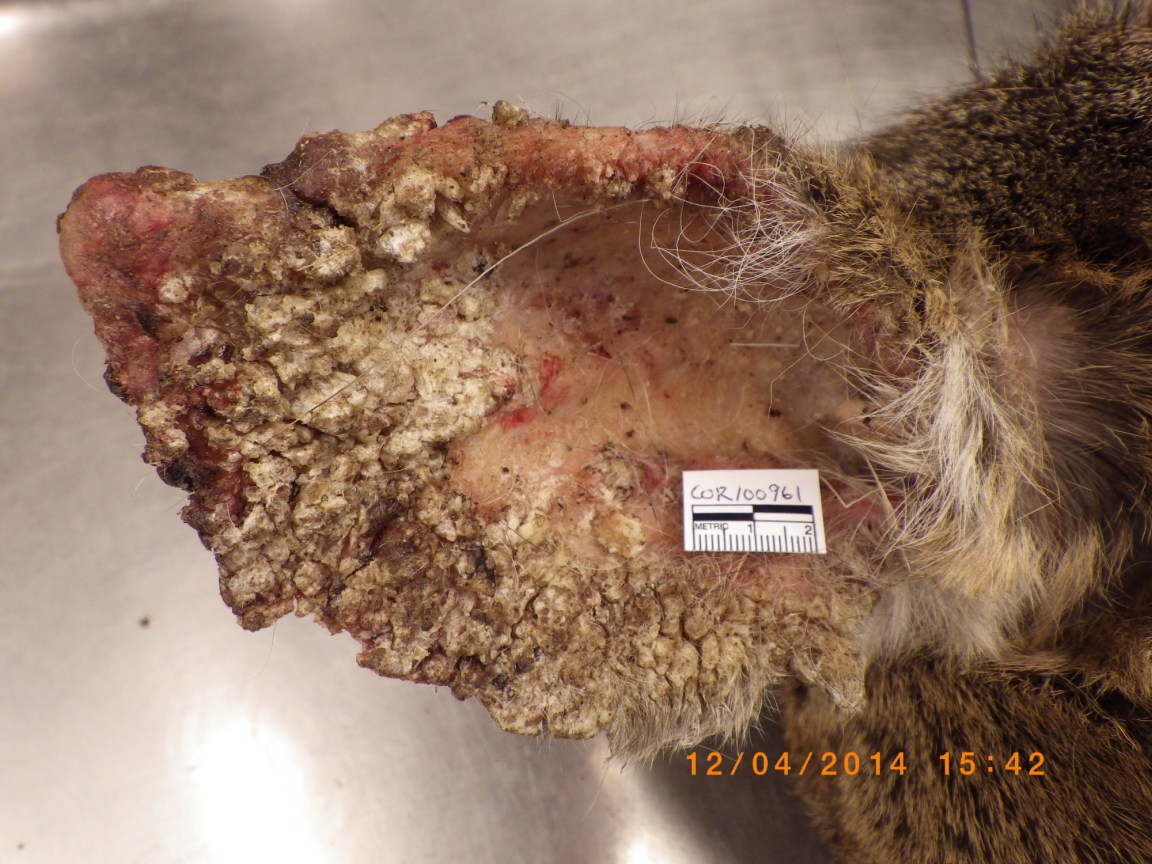 9 Deer Diseases Every Hunter Should Know | Outdoor Life