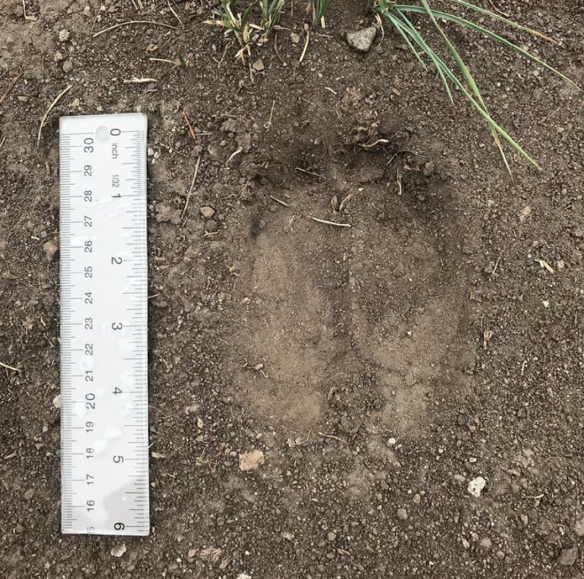 Identifying Animal Tracks — A Complete Guide
